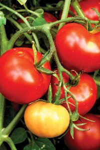 Growing the Best Paste Tomatoes Yields Fresh Salsa and Sauce - Grit